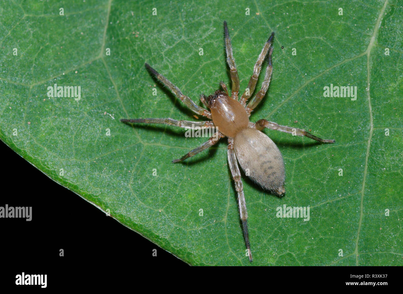 Sac spider hi-res stock photography and images - Alamy