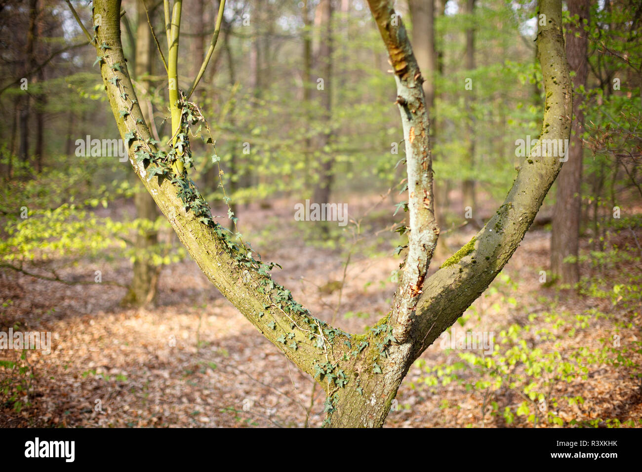 Fresh green leafs in a middle European forest Stock Photo - Alamy