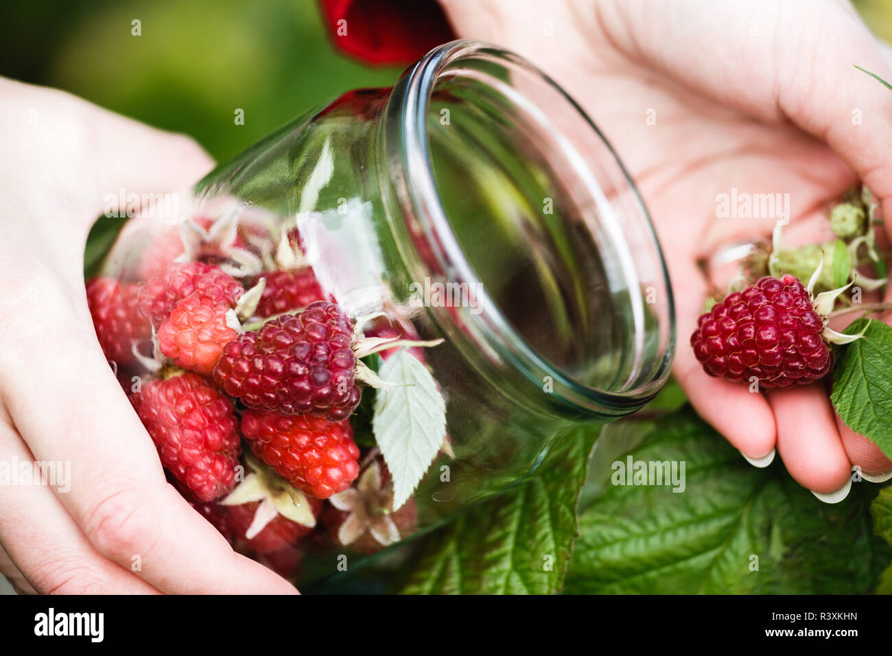 Hand picking glass jar hi-res stock photography and images - Alamy