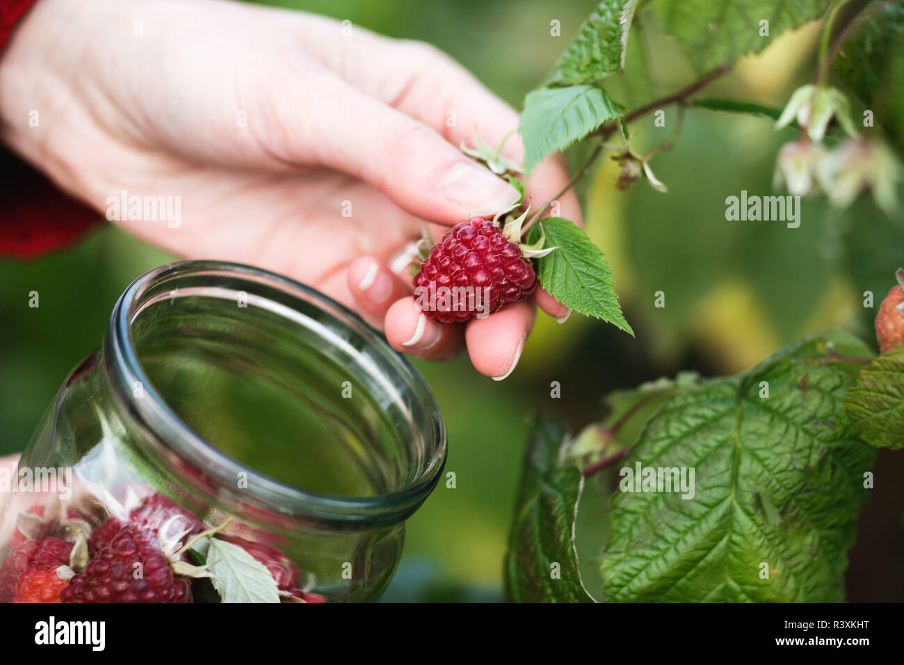 Hand picking glass jar hi-res stock photography and images - Alamy