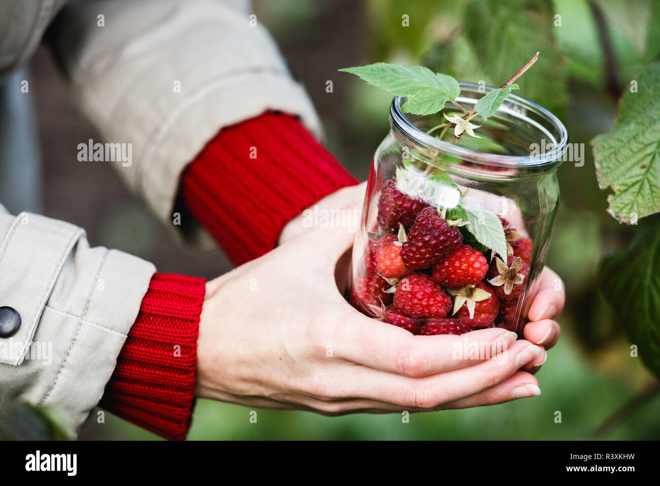 Hand picking glass jar hi-res stock photography and images - Alamy