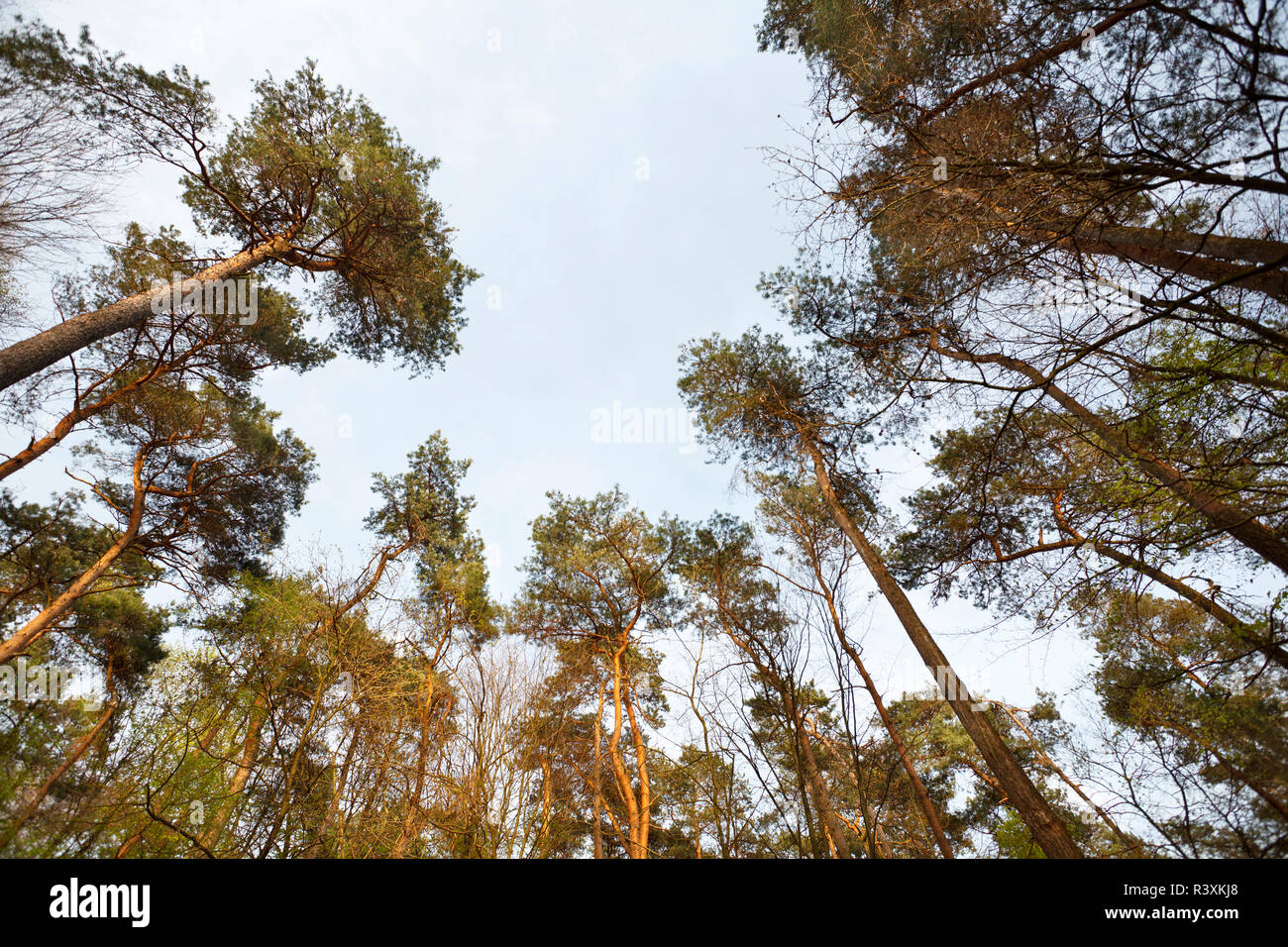 Wide angle plants hi-res stock photography and images - Alamy
