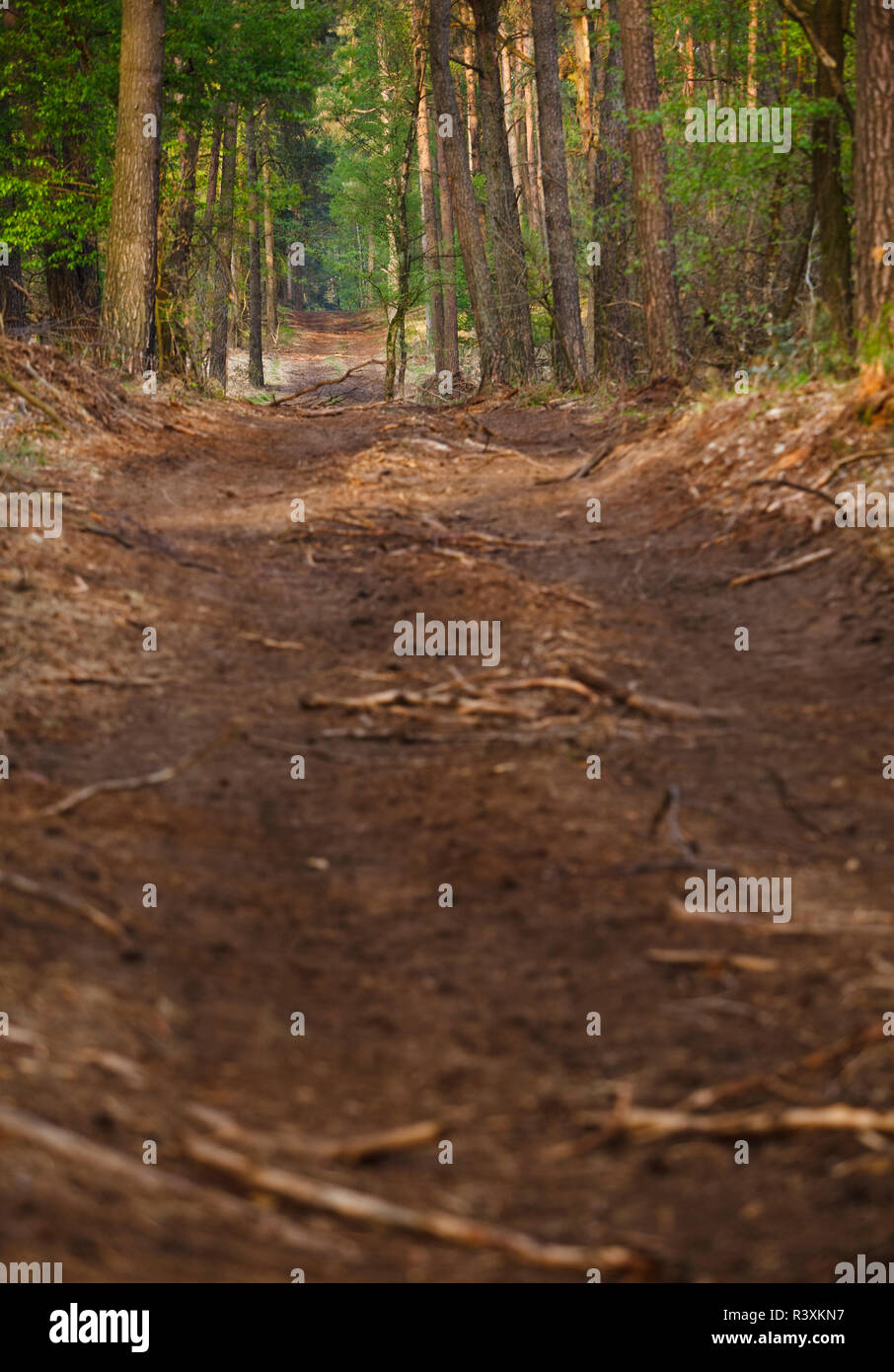 Selective tree felling hi-res stock photography and images - Alamy