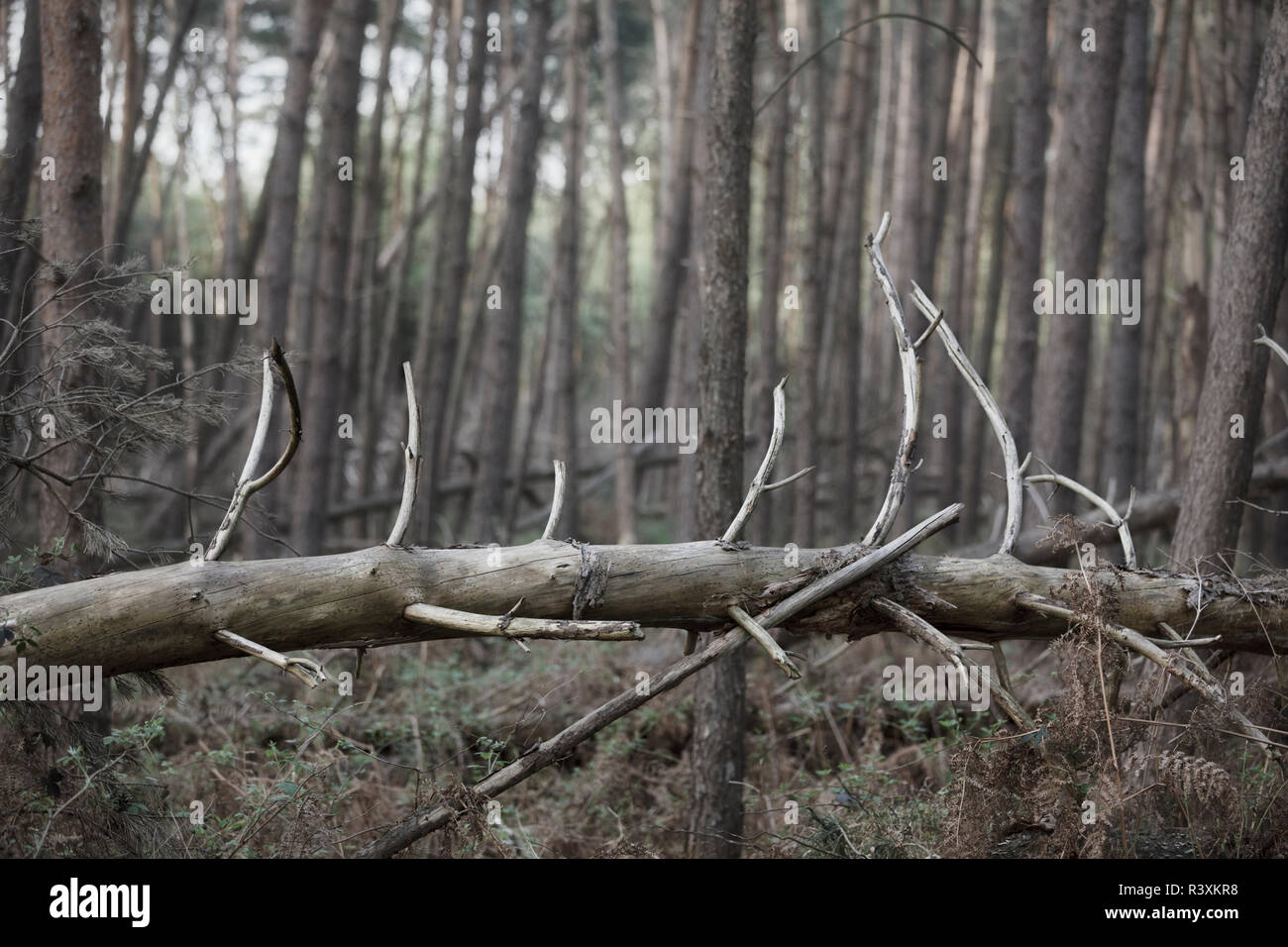 Storm with fallen trees hi-res stock photography and images - Alamy