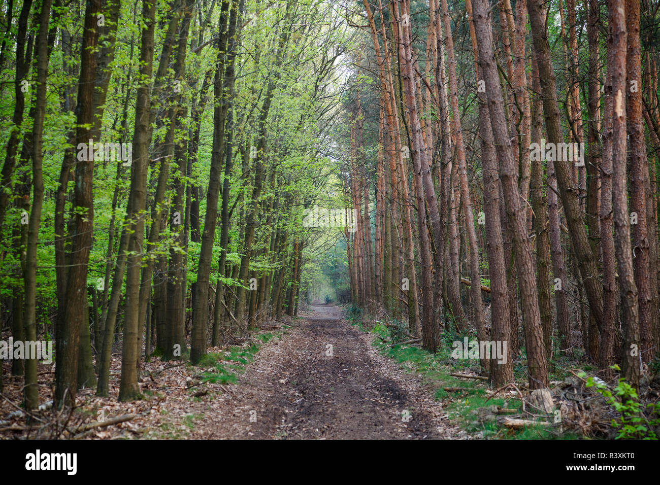 Types trees hi-res stock photography and images - Alamy
