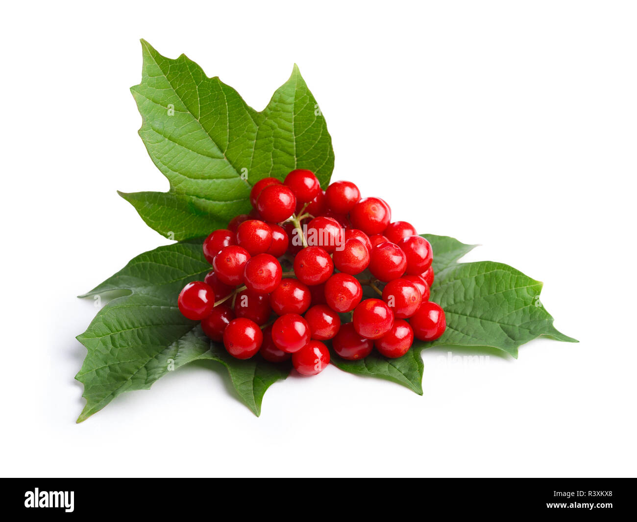 Viburnum shrub Cut Out Stock Images & Pictures - Alamy