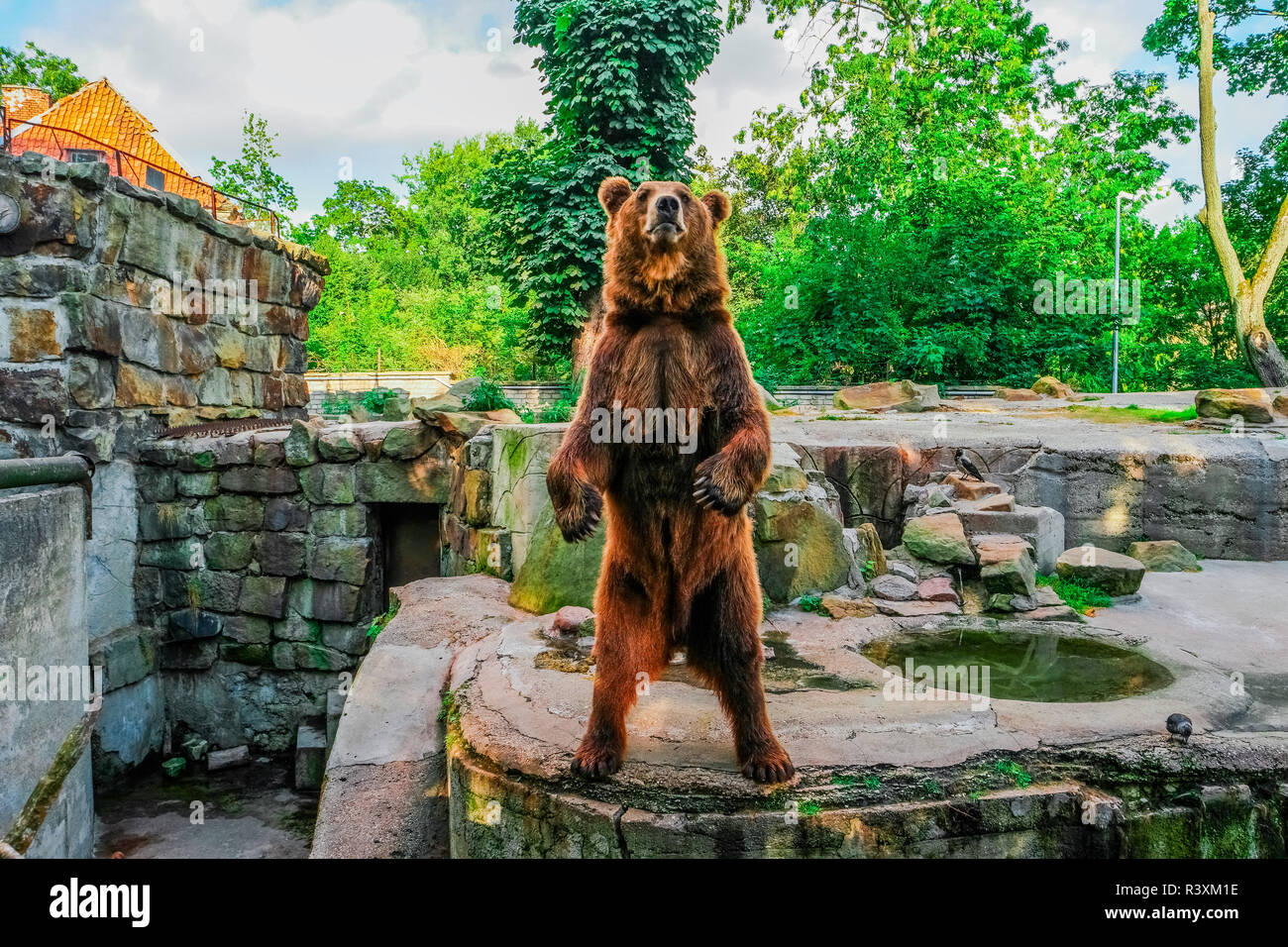 Brown bear standing Stock Photo - Alamy