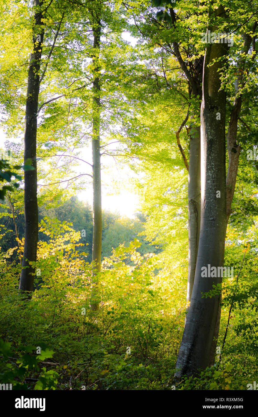 Forenoon hi-res stock photography and images - Alamy