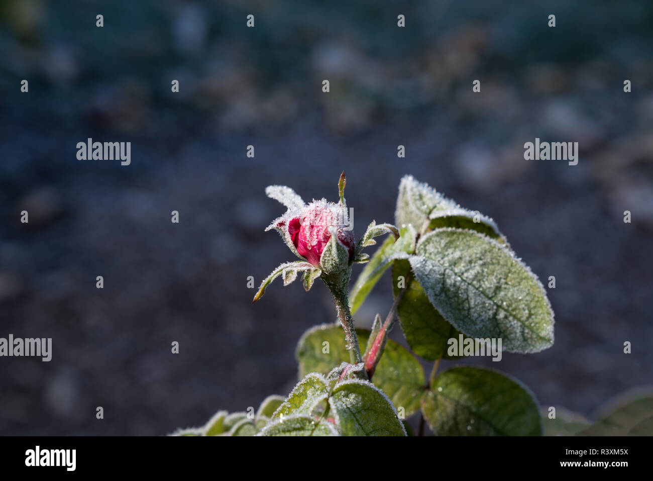 Rose blooming. Flower blossom. Frosty red bloom and green leaves in ...
