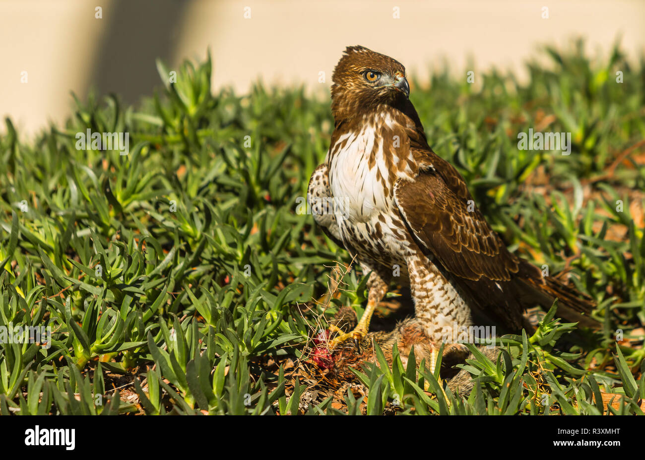 Young Red Tailed Hawk with Prey Stock Photo - Alamy
