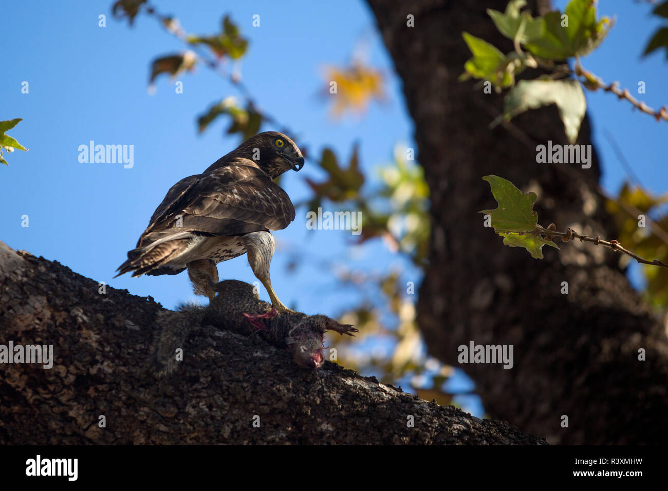 Juvenile Red Tailed Hawk with Prey Stock Photo - Alamy