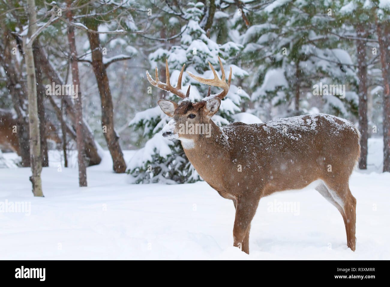 White-tailed deer buck with snow on his nose standing in the falling ...