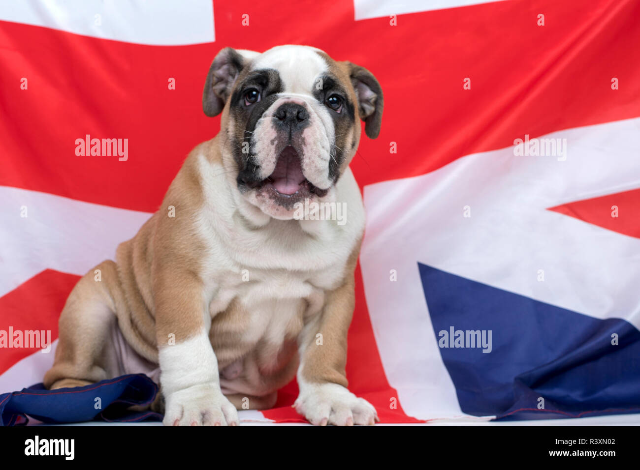 English Bulldog puppy sitting in front of british flag Stock Photo - Alamy