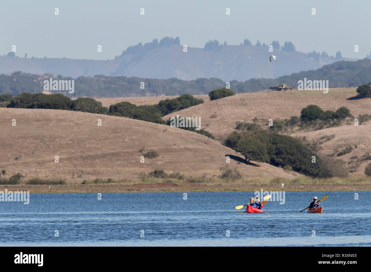 Elkhorn slough hi-res stock photography and images - Alamy