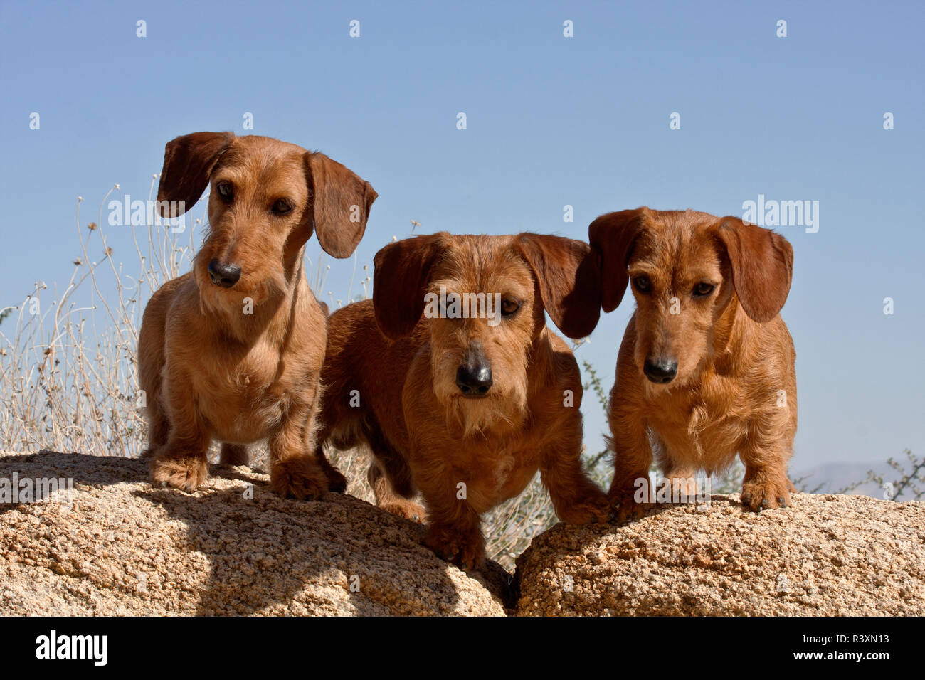 Doxen on boulders (MR Stock Photo - Alamy