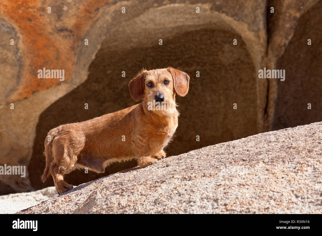 Doxen on boulders (MR Stock Photo - Alamy