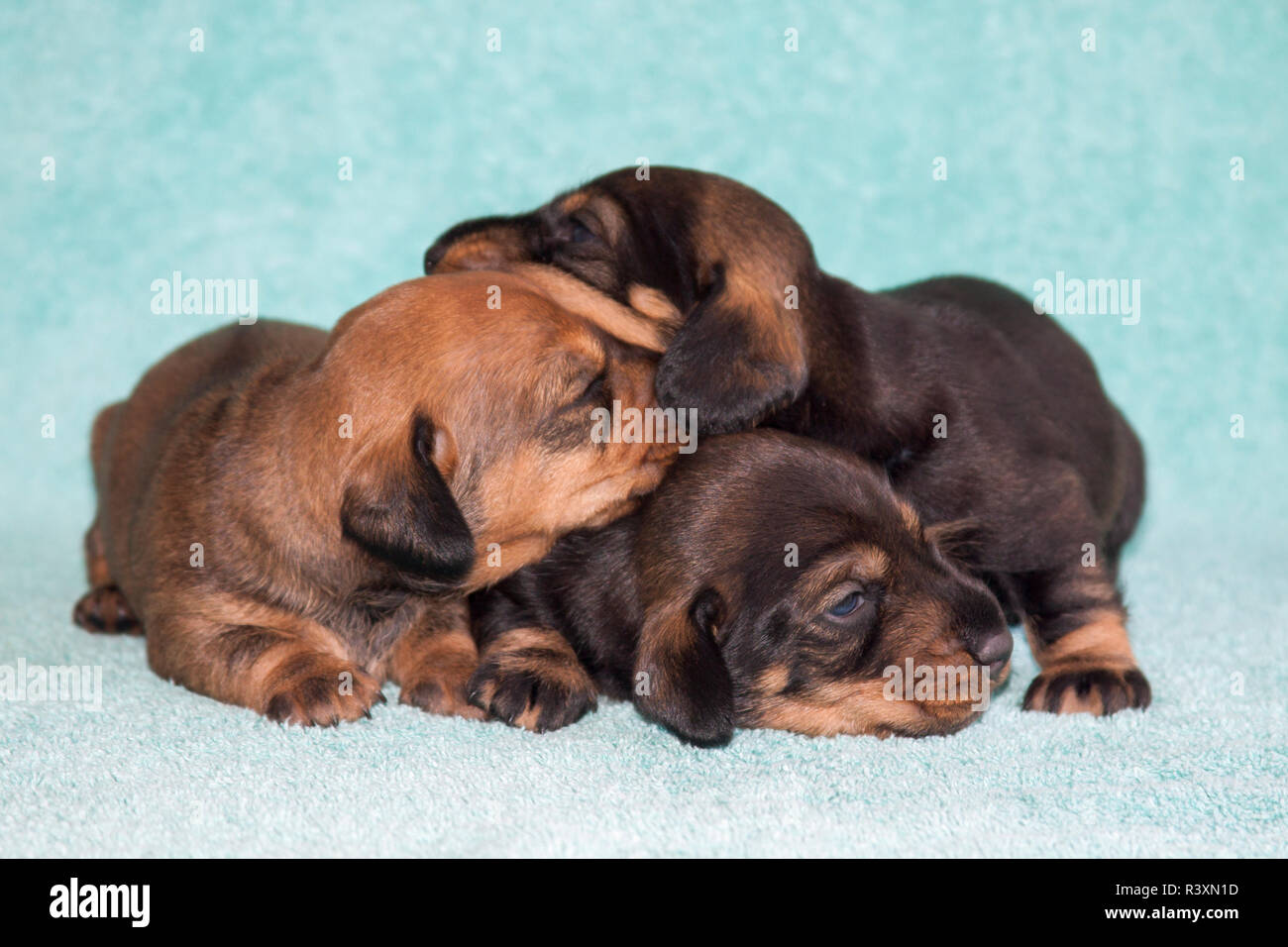 Doxen Puppies sleeping (MR Stock Photo - Alamy