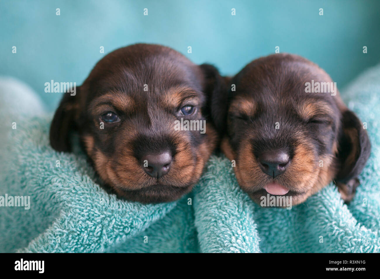 Doxen Puppies sleeping (MR Stock Photo - Alamy