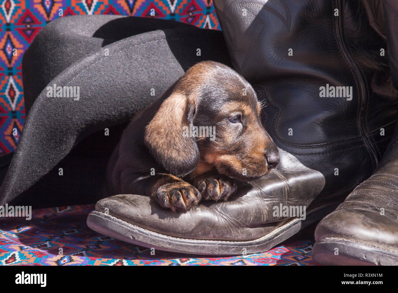Doxen Puppy on cowboy boot (MR Stock Photo - Alamy