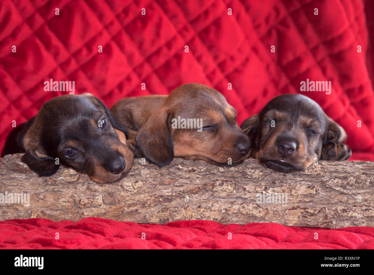 Doxen Puppies sleeping (MR Stock Photo - Alamy