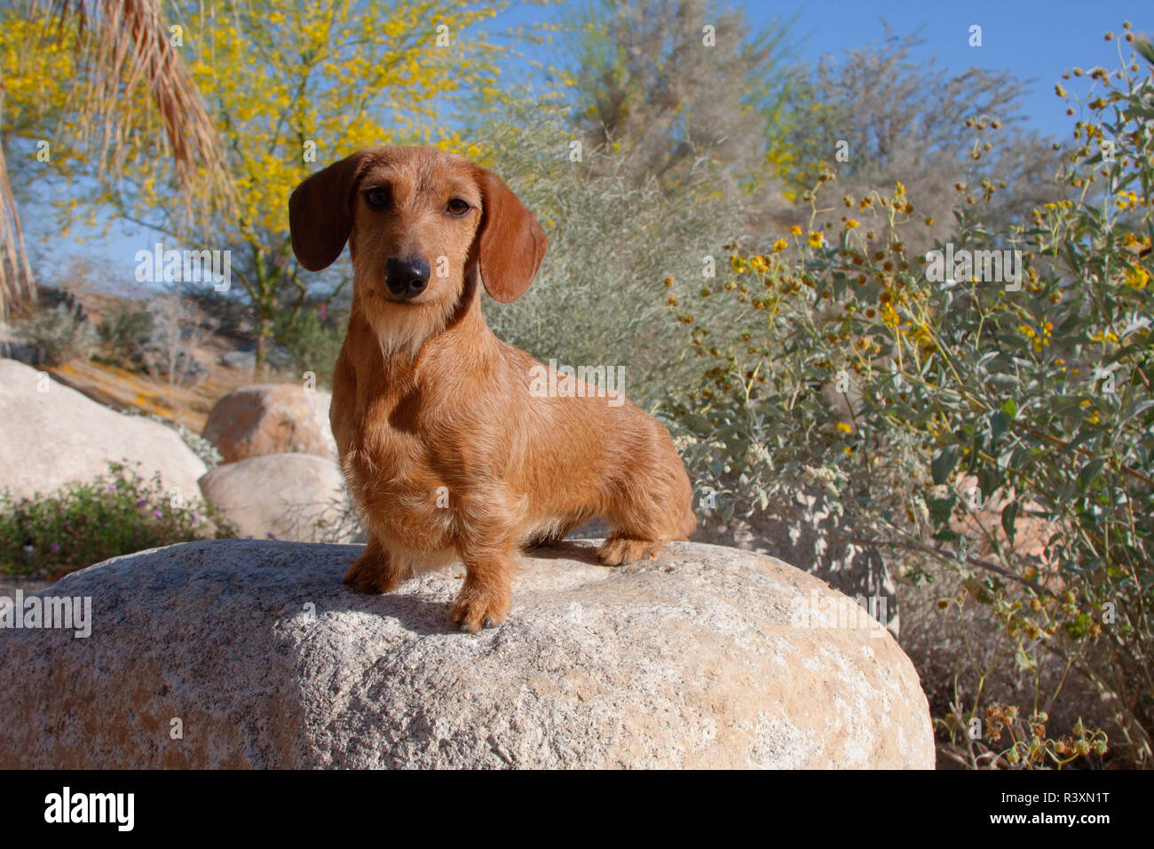 Doxen at a desert park (MR Stock Photo - Alamy