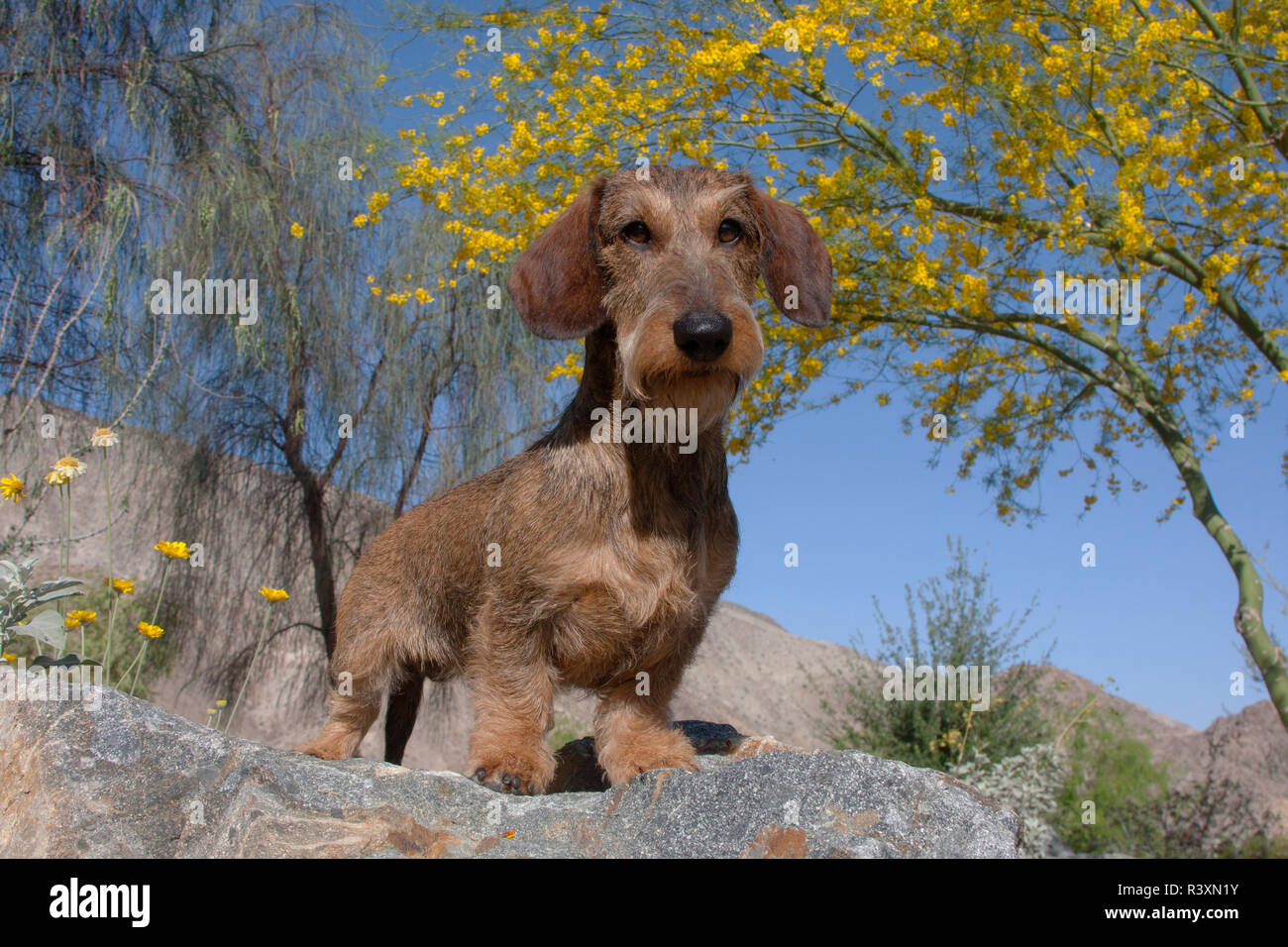 Doxen at a desert park (MR Stock Photo - Alamy