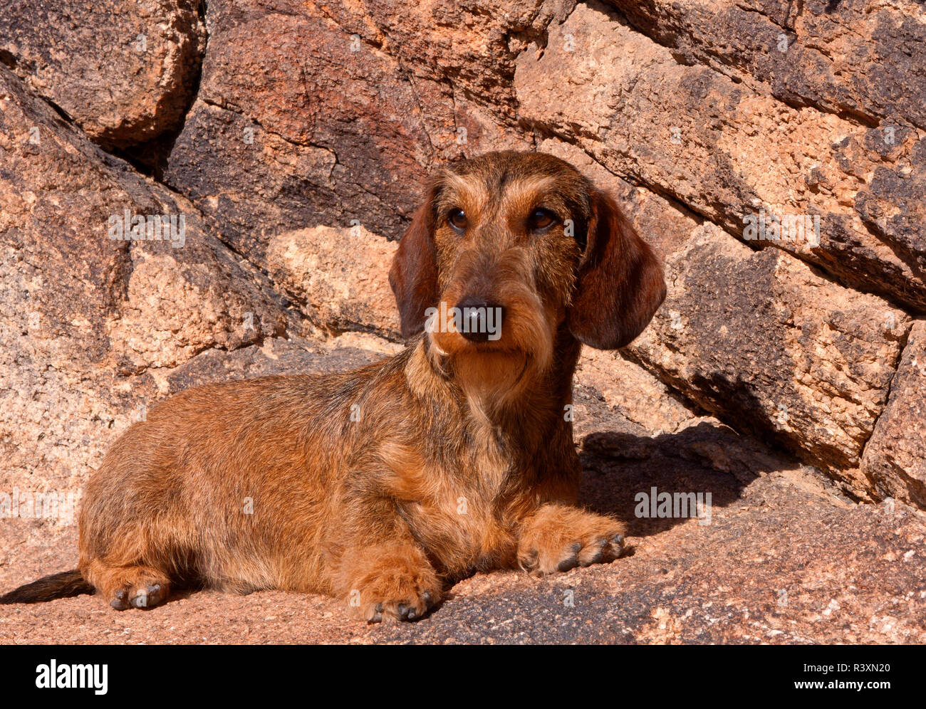 Doxen on boulders (MR Stock Photo - Alamy