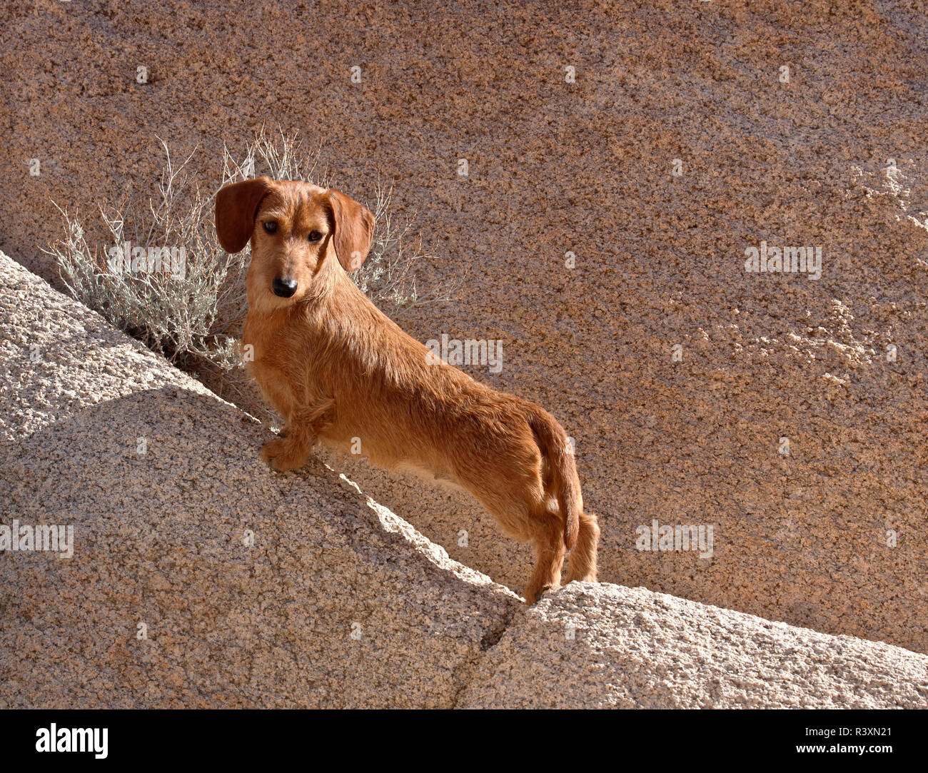 Doxen on boulders (MR Stock Photo - Alamy