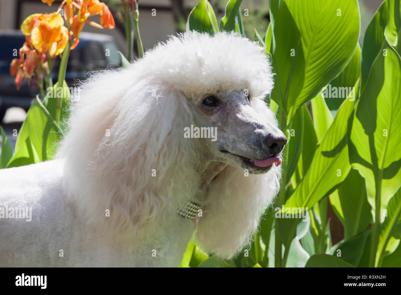 Standard Poodle by ginger plants (MR Stock Photo - Alamy