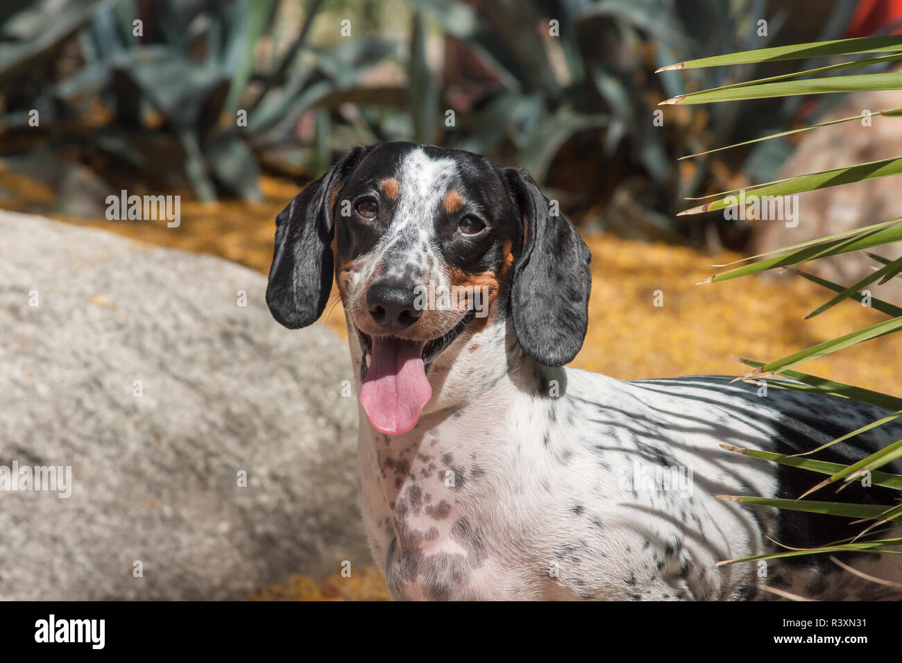 Yucca portrait hi-res stock photography and images - Alamy