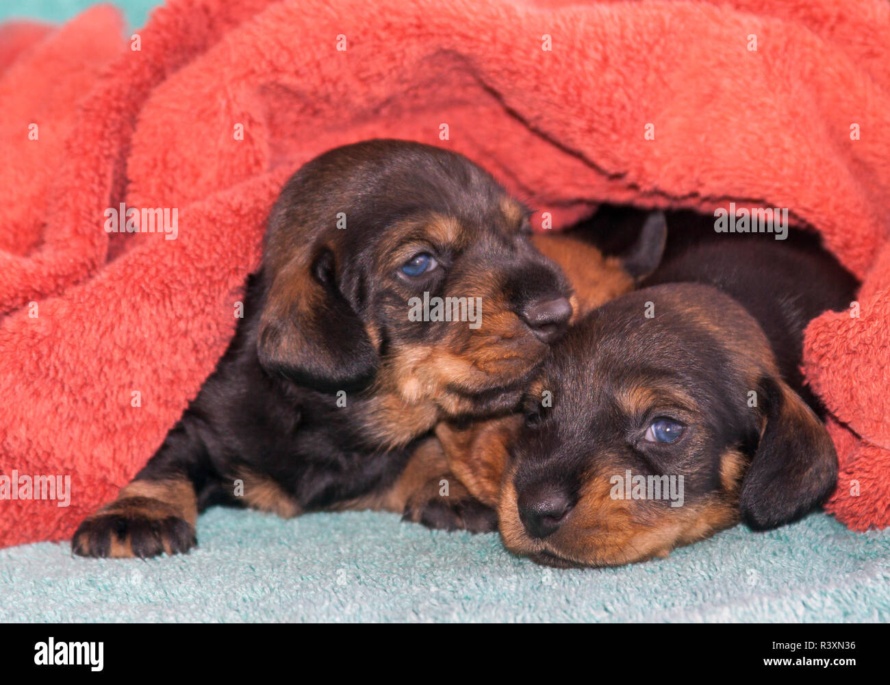 Doxen puppies (MR Stock Photo - Alamy