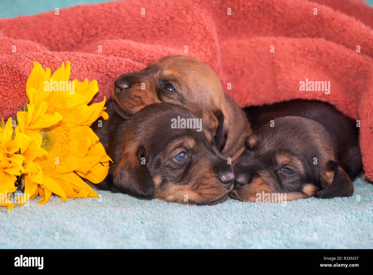 Doxen puppies (MR Stock Photo - Alamy