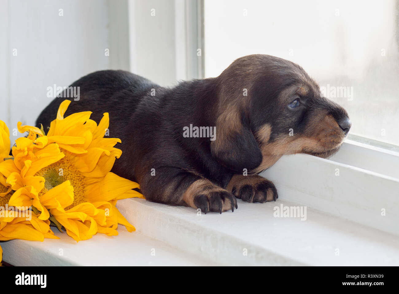 Doxen puppy (MR Stock Photo - Alamy