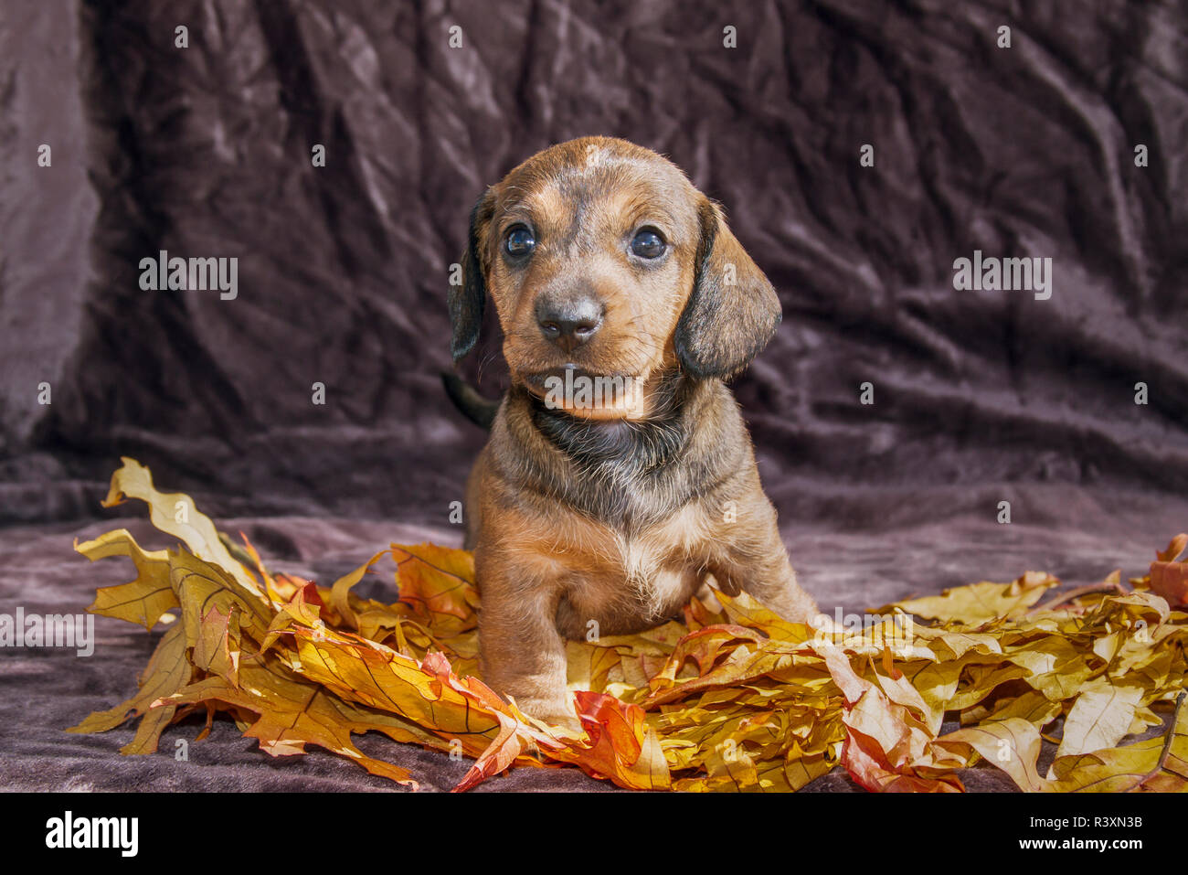 Black and tan spitz hi-res stock photography and images - Alamy
