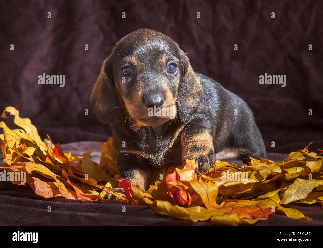 Doxen puppy (MR Stock Photo - Alamy