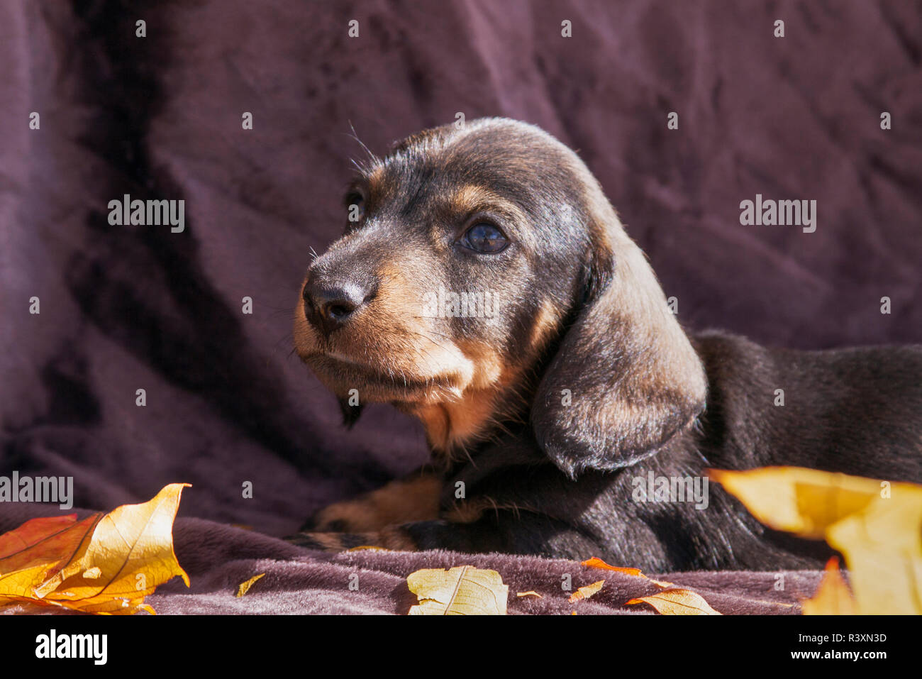Doxen puppy (MR Stock Photo - Alamy