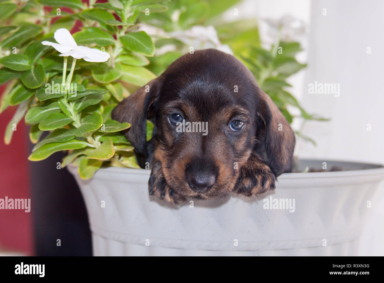 Doxen puppy (MR Stock Photo - Alamy