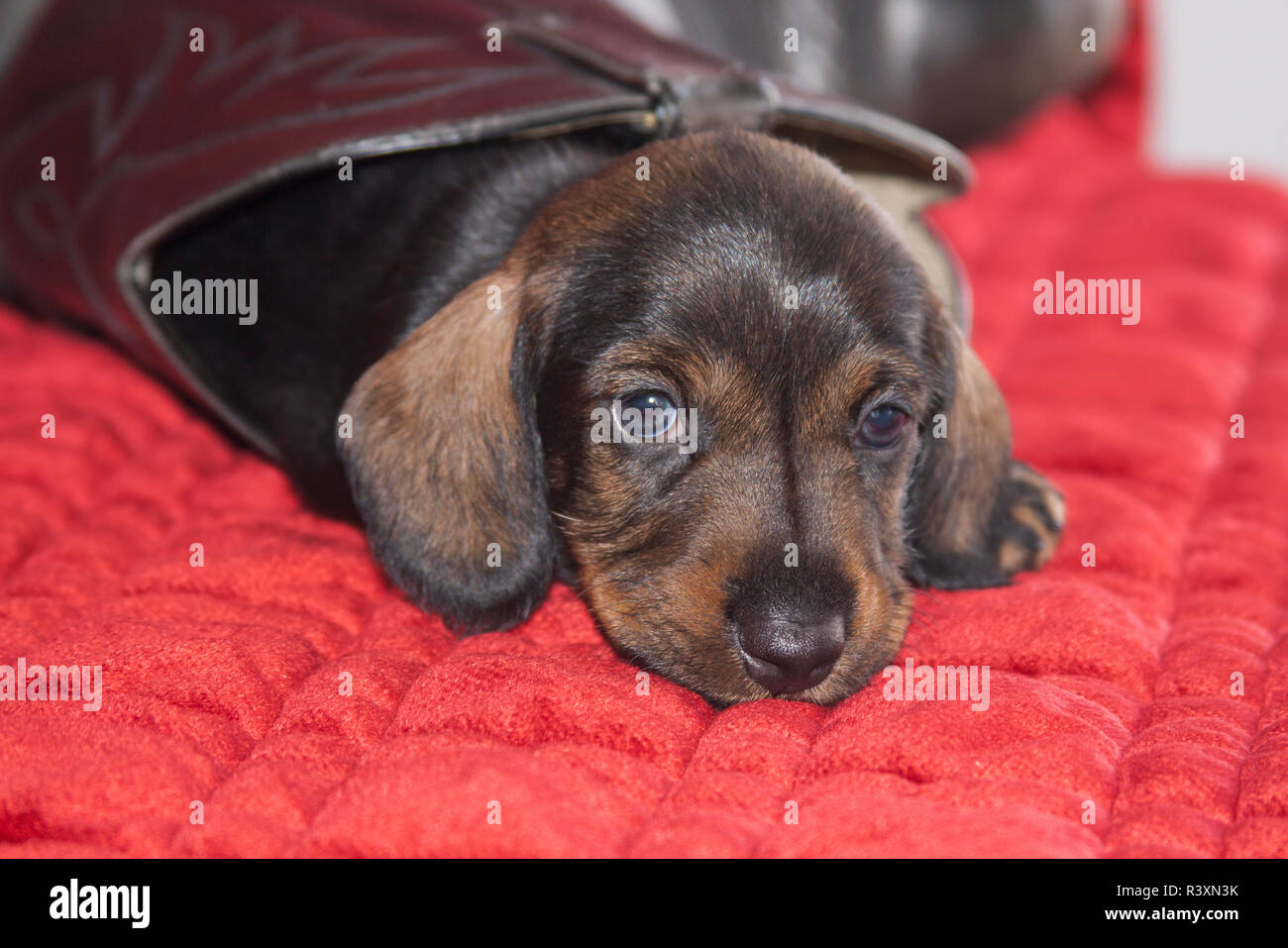 Doxen puppy (MR Stock Photo - Alamy