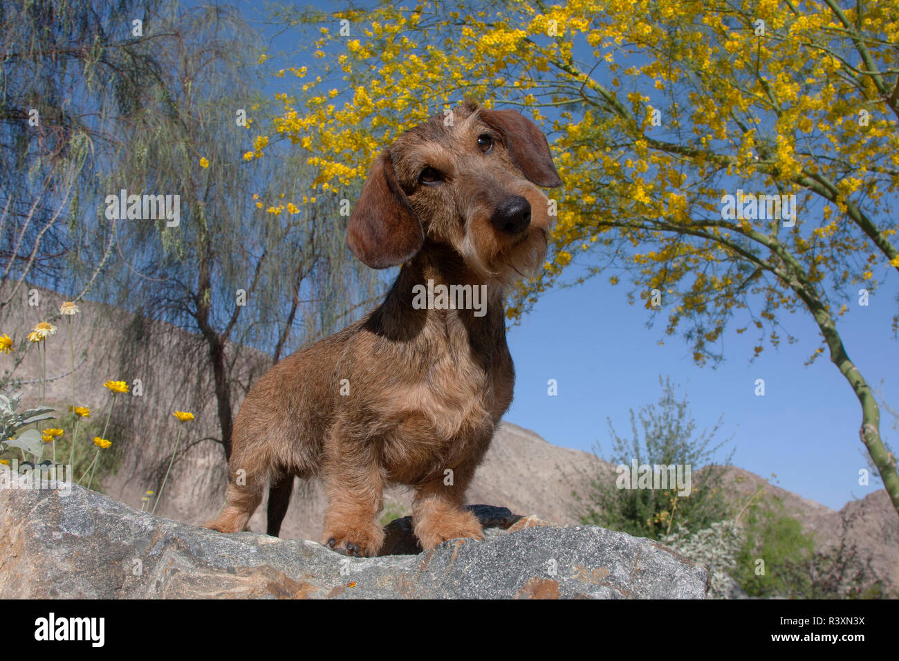 Doxen on rocks (MR Stock Photo - Alamy