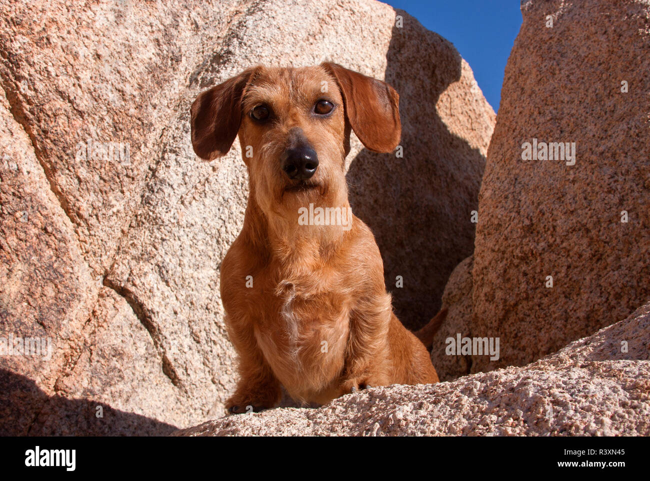 Portrait of a Doxen (MR Stock Photo - Alamy