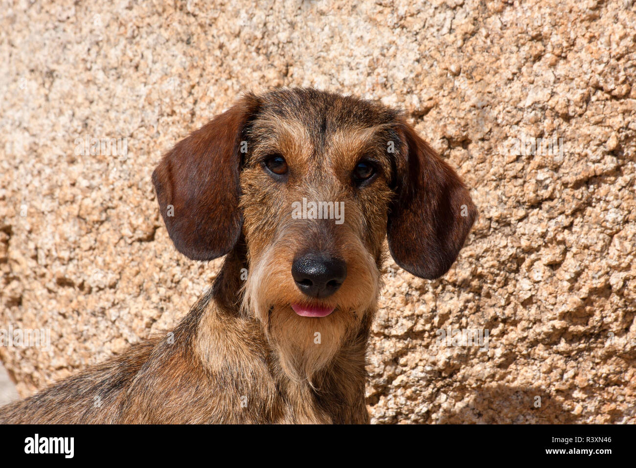 Portrait of a Doxen (MR Stock Photo - Alamy
