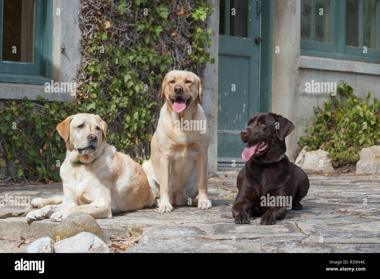 Three Labrador Retrievers enjoying the day Stock Photo - Alamy