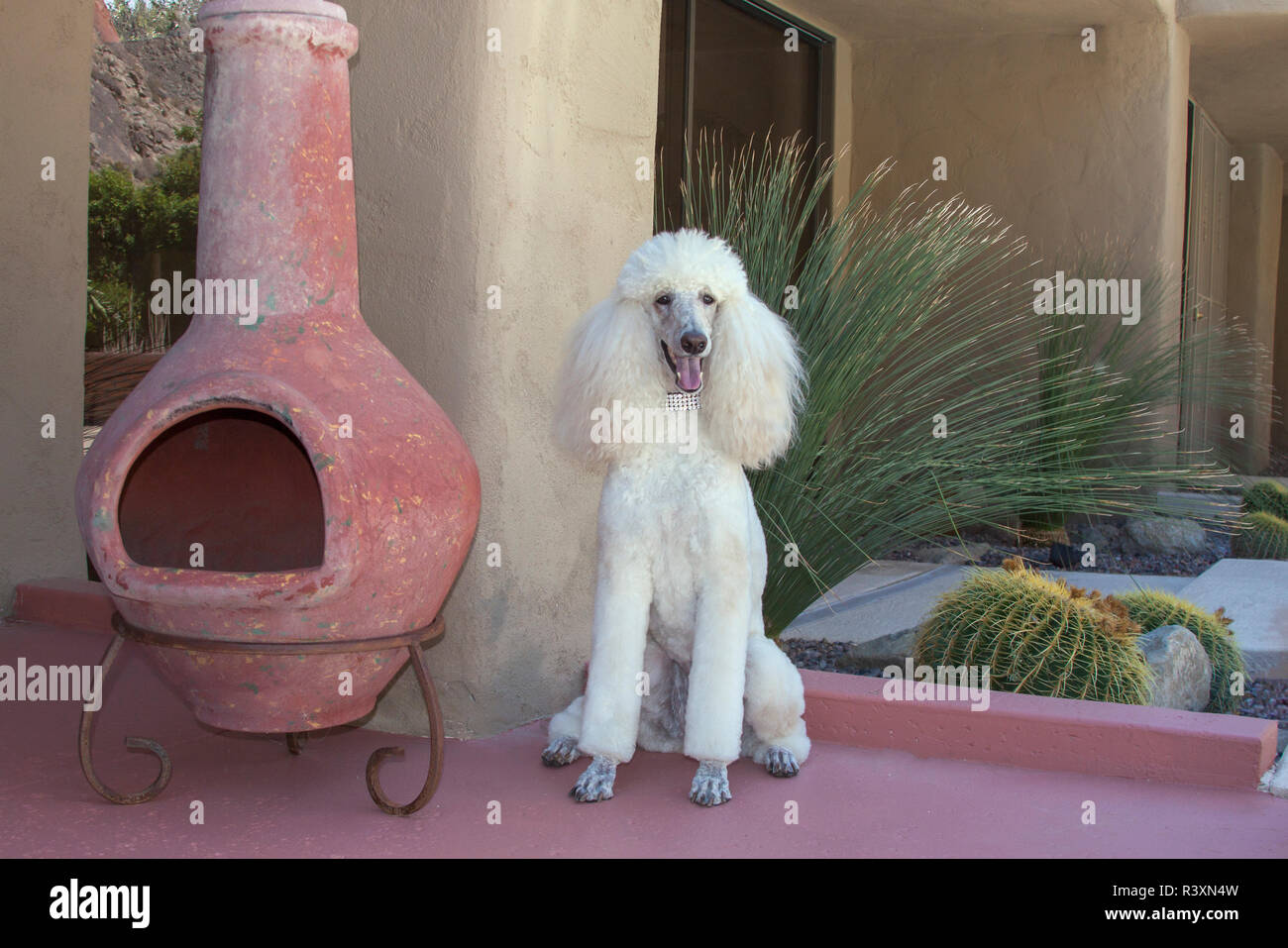 White standard poodle sitting hi-res stock photography and images - Alamy