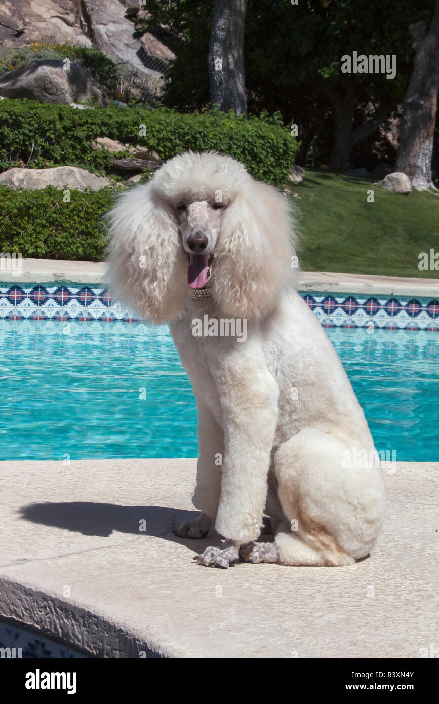 White standard poodle hi-res stock photography and images - Alamy