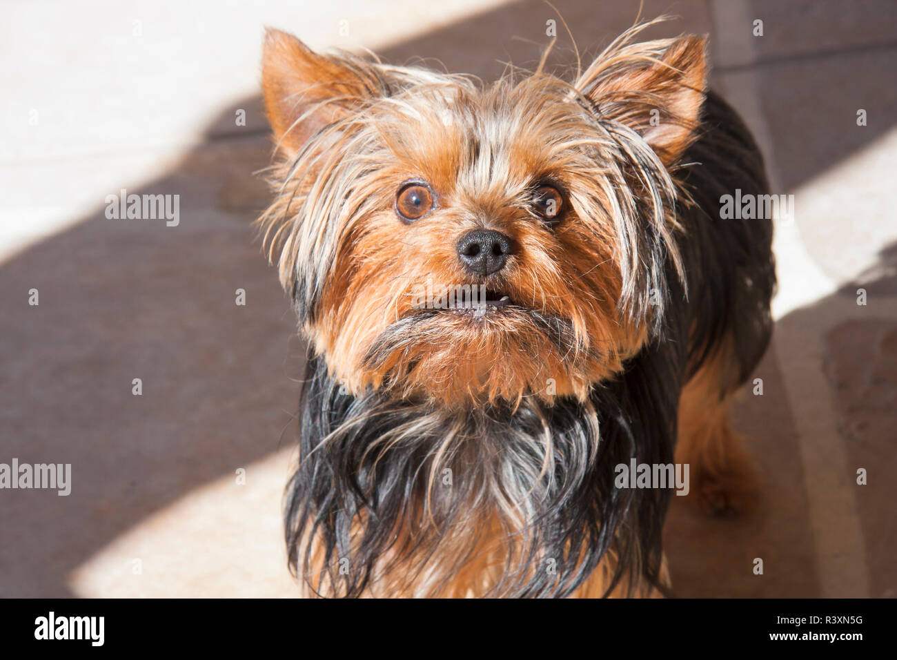 Yorkshire Terrier looking into your eyes Stock Photo - Alamy