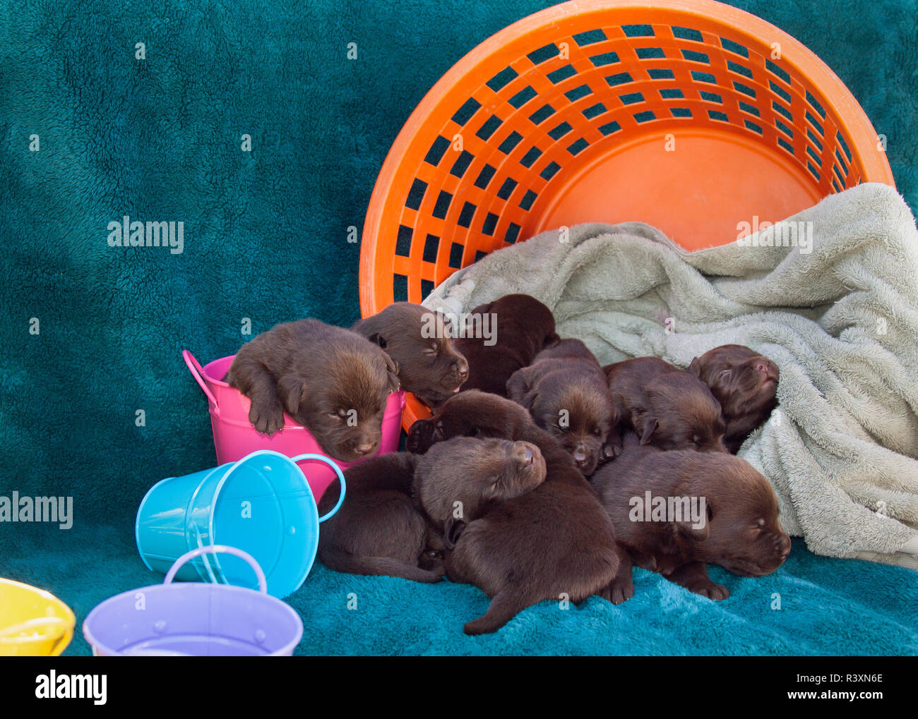 Chocolate labrador retriever puppies hi-res stock photography and ...