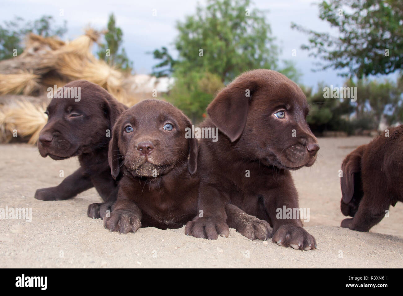 Chocolate Labrador Retriever puppies posing (PR Stock Photo - Alamy