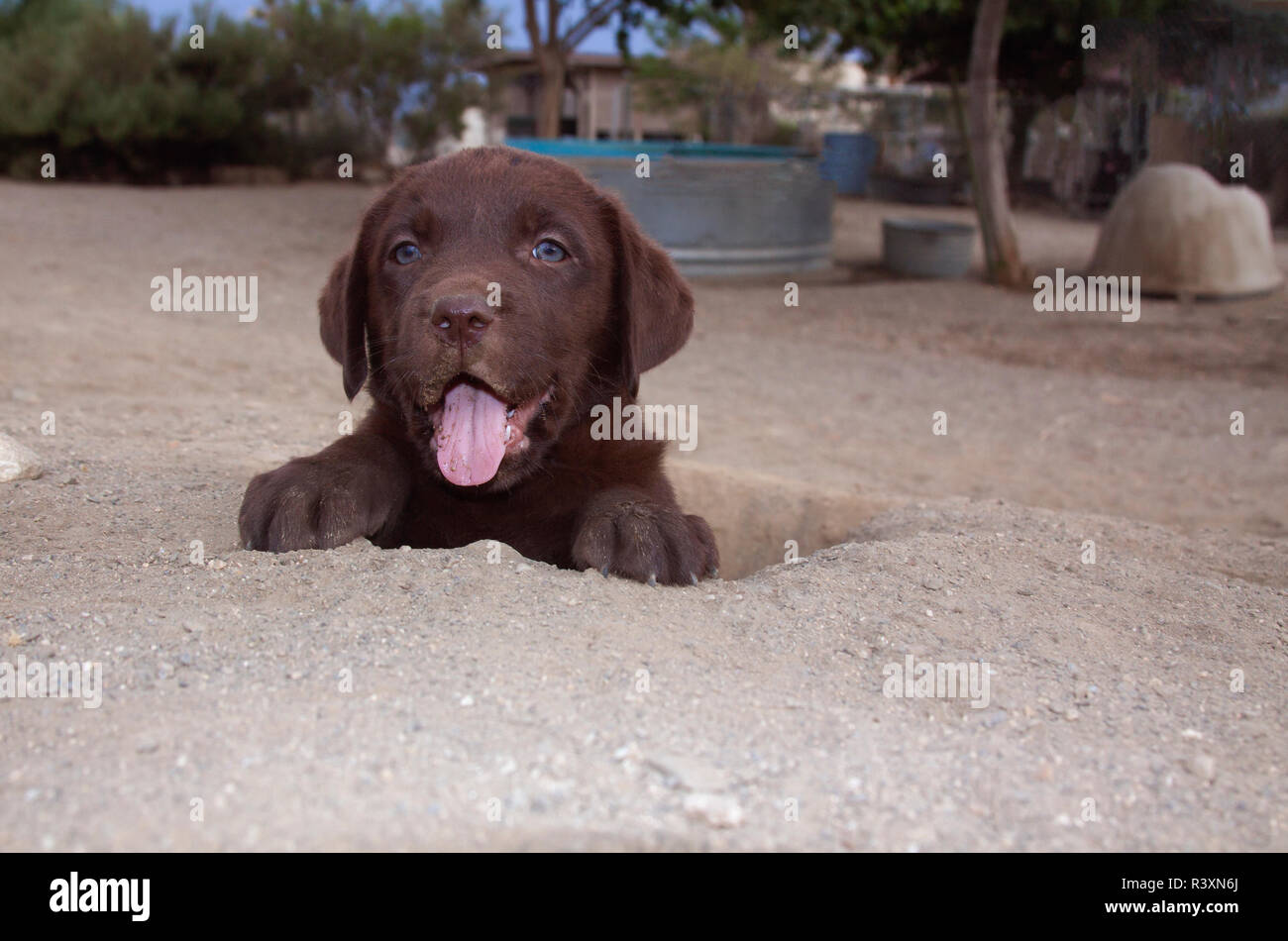 Chocolate Labrador Retriever puppy portrait (PR Stock Photo - Alamy