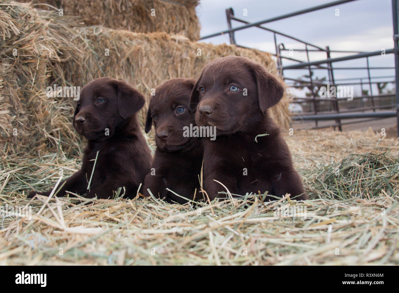 Chocolate lab puppies hi-res stock photography and images - Alamy