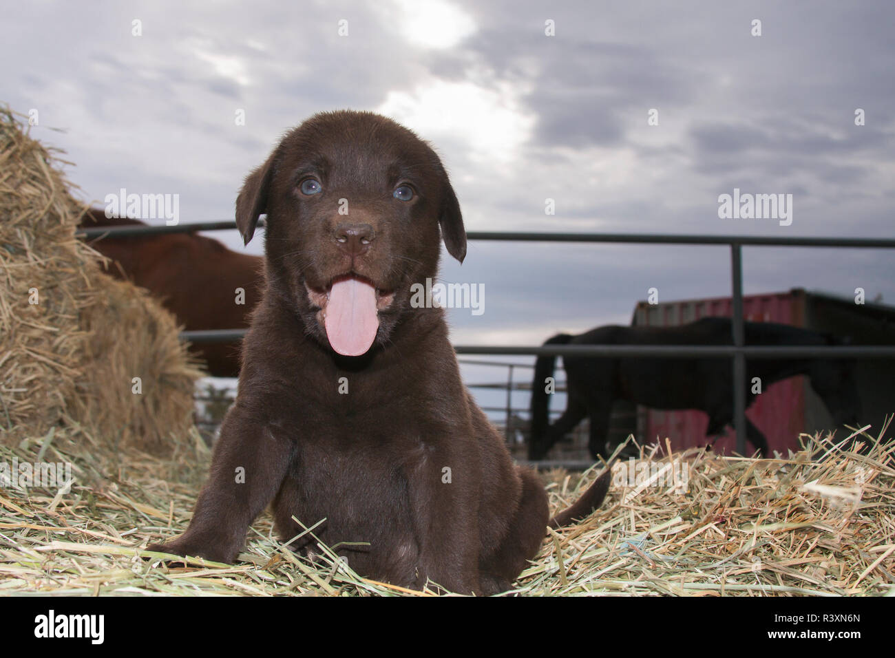Chocolate Labrador Retriever puppy portrait (PR Stock Photo - Alamy